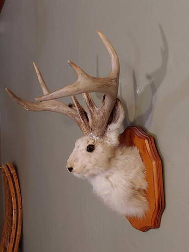 Jackalope Shoulder Mount Taxidermy