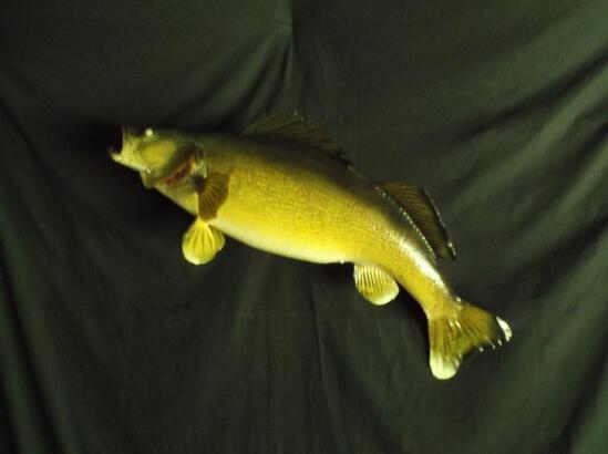 29" Walleye Real Skin Fish Taxidermy
