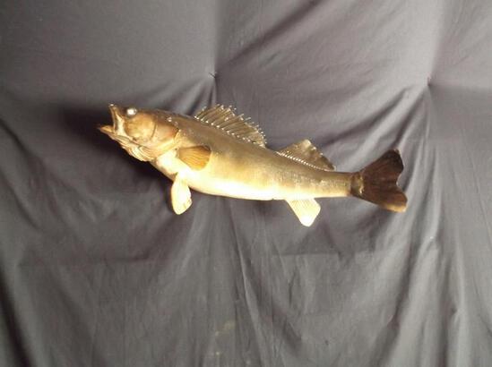 30" Walleye Real Skin Fish Taxidermy