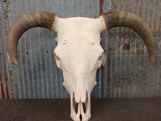 Big Hereford Bull Skull