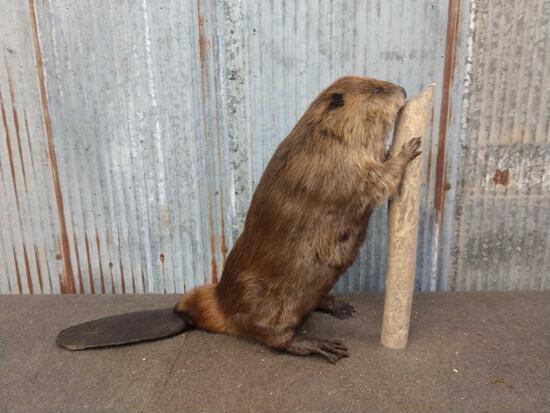 Big Beaver Full Body Taxidermy Mount