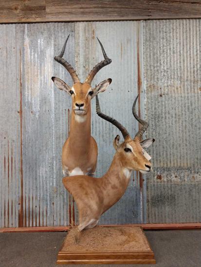 Beautiful African Impala Dual Pedestal Taxidermy Mount