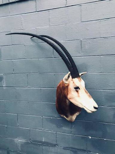 Scimitar Horned Oryx Shoulder Mount Taxidermy (#0064A) on Oct 10, 2020 ...