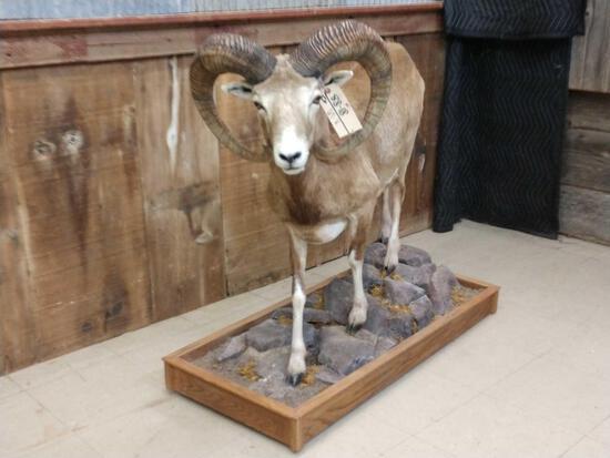 Red Sheep Full Body Taxidermy Mount