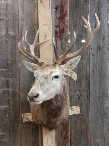 Red Stag Shoulder Mount