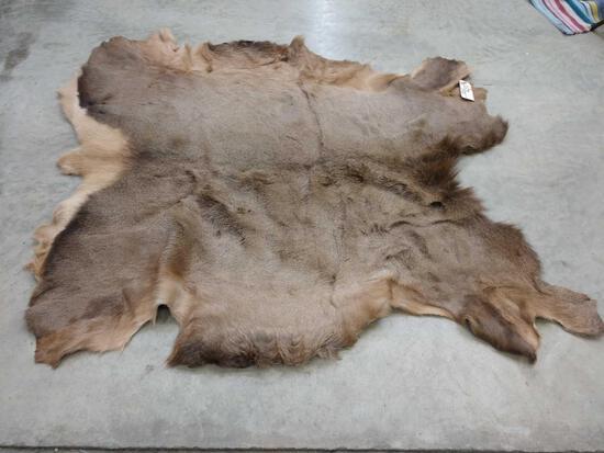 Soft Tanned Elk Skin Taxidermy