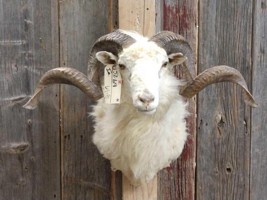 Rambouillet Sheep Shoulder Mount Taxidermy