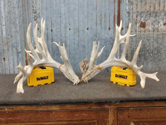 190 Class Whitetail Shed Antlers
