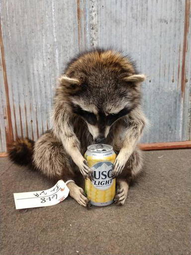 Raccoon Drinking Busch Light Taxidermy