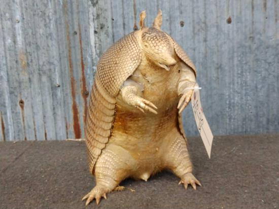 Armadillo Full Body Taxidermy Mount