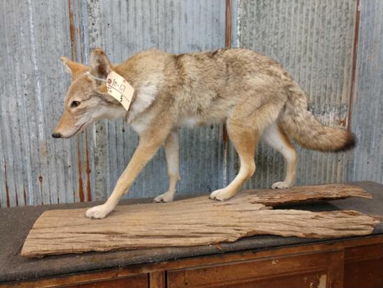 Coyote Full Body Taxidermy Mount - Mar 20, 2021 | Circle M Auctions in IA