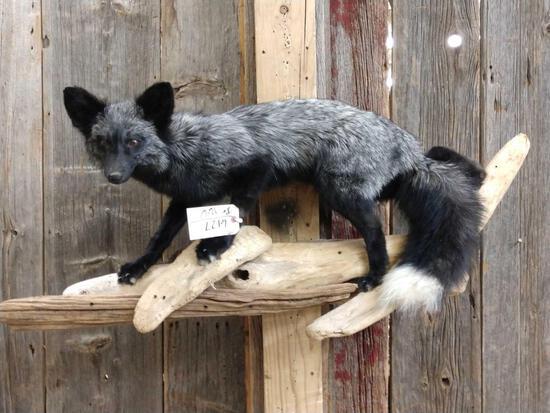 Silver Fox Full Body Taxidermy Mount