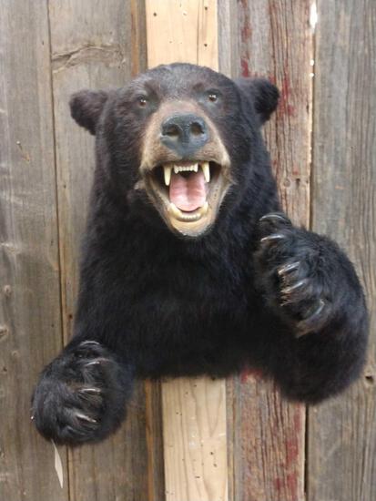 Half Body Black Bear Taxidermy Mount