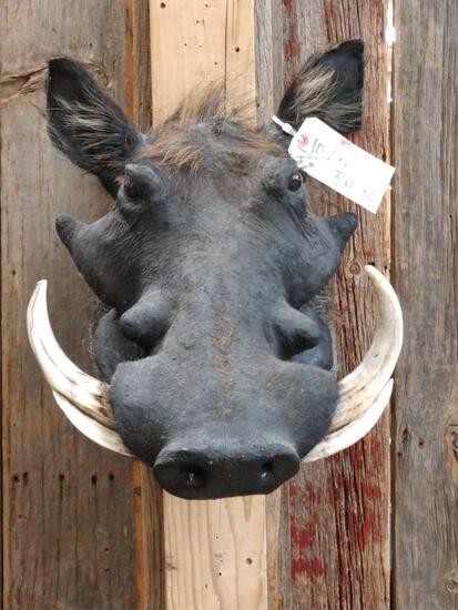African Warthog Shoulder Mount Taxidermy