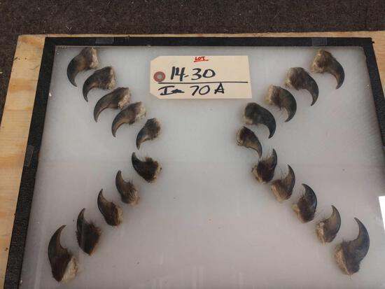 Complete set of Black Bear Claws Taxidermy - Mar 20, 2021 | Circle M ...