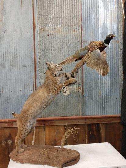 Bobcat Leaping For A Pheasant Full Body Taxidermy Mount
