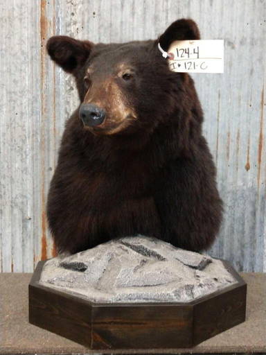 Black Bear Table Top Pedestal Taxidermy Mount