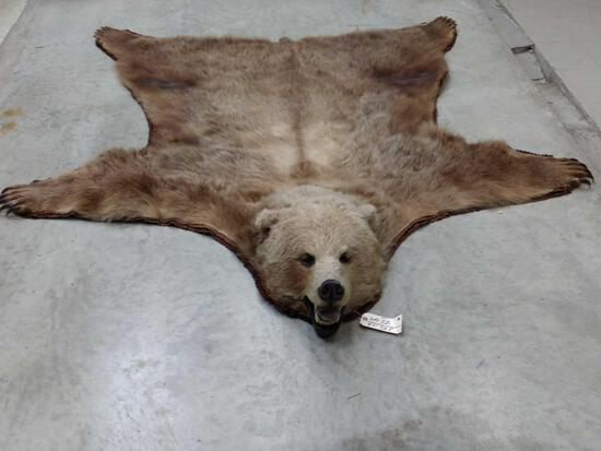Grizzly Bear Rug Taxidermy