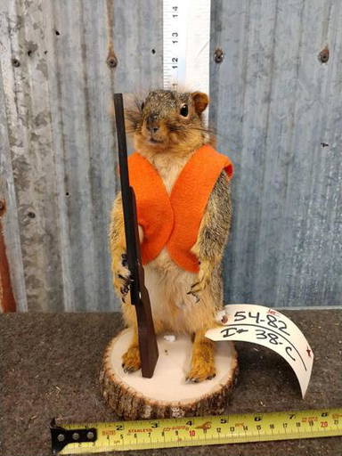 Hunting Squirrel Full Body Taxidermy Mount