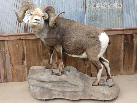 Big Stone Sheep Full Body Taxidermy Mount