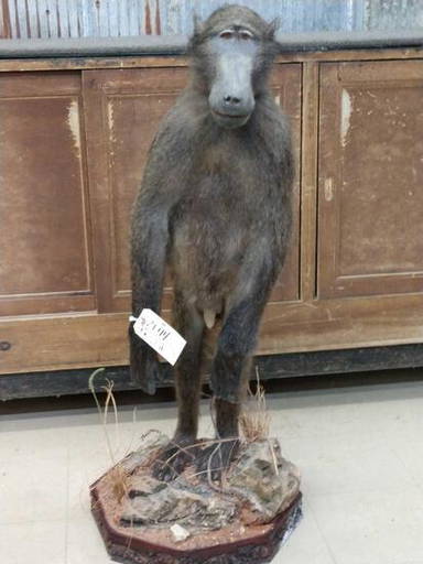 African Chacma Baboon Full Body Taxidermy Mount