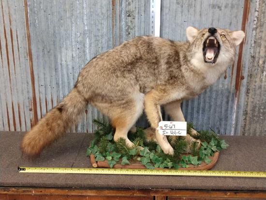 Coyote With Rabbit Full Body Taxidermy Mount