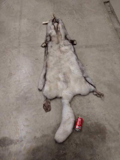 Giant Blue Ranch Fox Fur Taxidermy (#0006D) on Oct 09, 2021 | Circle M ...