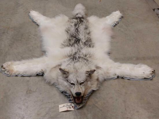 Beautiful Arctic Wolf Rug Taxidermy