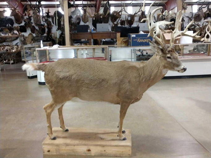 Big 24 Point Whitetail Deer Full Body Taxidermy Mount