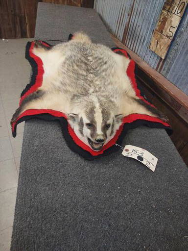 Badger Rug Taxidermy - Mar 17, 2022 | Circle M Auctions in IA