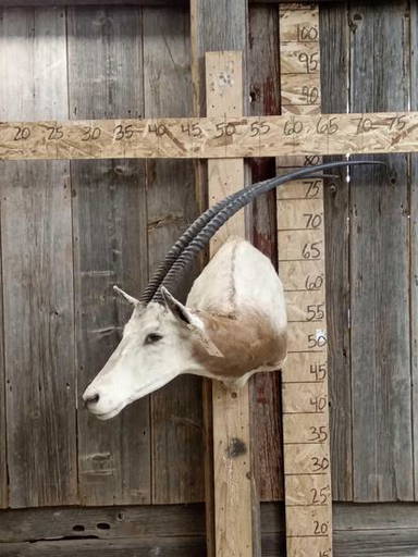 Scimitar Horned Oryx Shoulder Mount Taxidermy