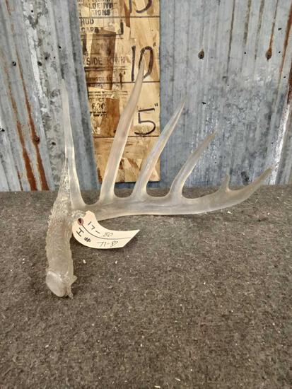 Big Typical Reproduction Whitetail Shed Antler