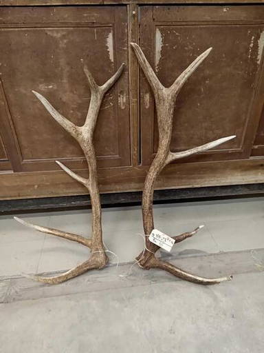 Set Of 6x5 Elk Shed Antlers