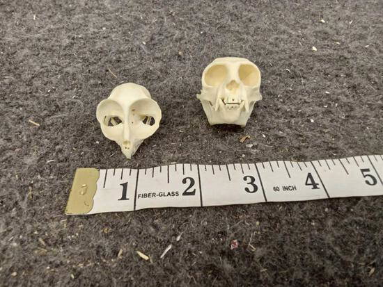 Reproduction Cotton Top Tamarin & Tarsier Monkey Skulls - Mar 19, 2022 ...