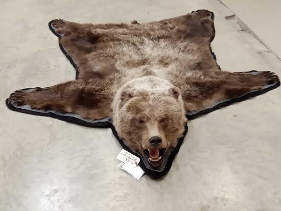 Beautiful Grizzly Bear Rug Taxidermy