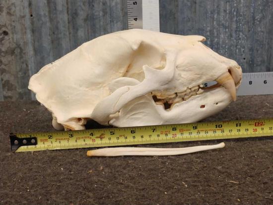 Big Black Bear Skull With Baculum Taxidermy