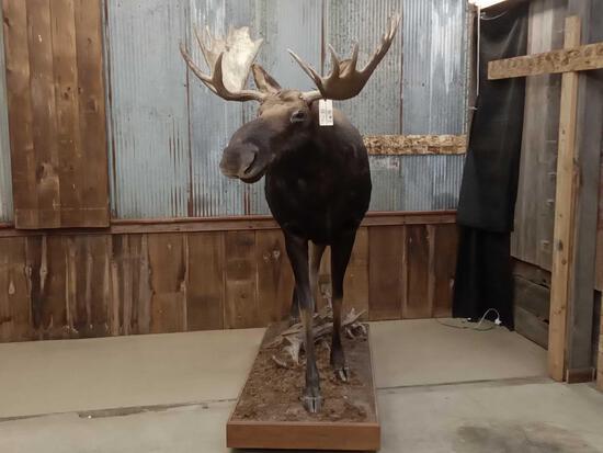 Canadian Moose Full Body Taxidermy Mount
