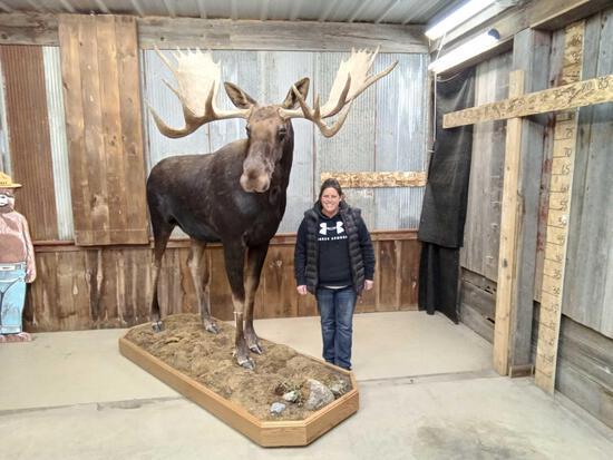 Beautiful Moose Full Body Taxidermy Mount - Mar 19, 2022 | Circle M ...