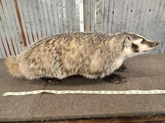 Big Fat Badger Full Body Taxidermy