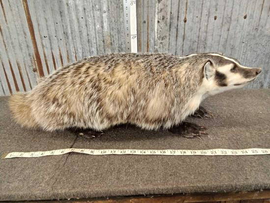 Big Fat Badger Full Body Taxidermy