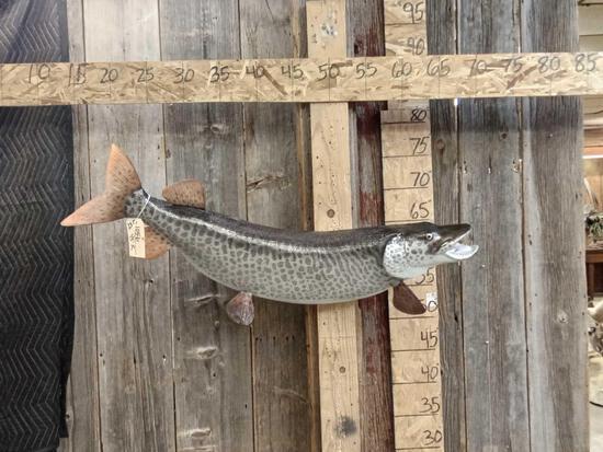 Huge 70lb Silver Muskie Reproduction Fish Taxidermy;