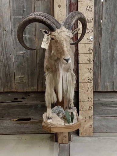 Aoudad Barbary Ram Sheep Half Body Taxidermy Mount;