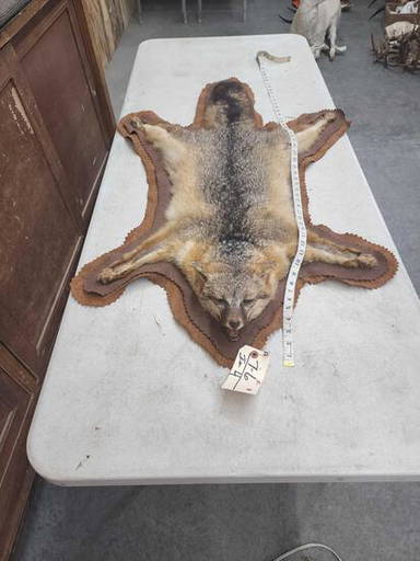 Grey Fox Rug Taxidermy