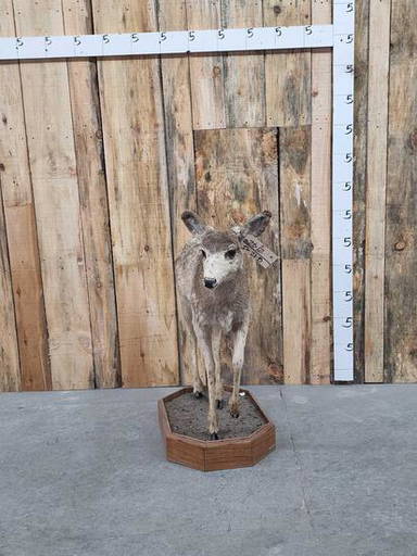 Piebald Juvenile Whitetail Doe Full Body Taxidermy Mount