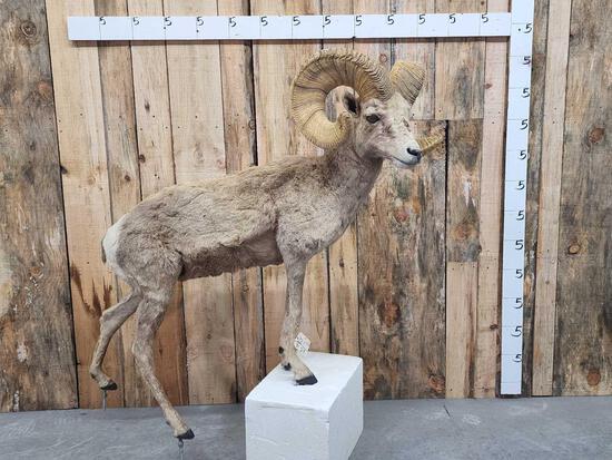 Monster Desert Bighorn Sheep Full Body Taxidermy Mount (#0021H) on Oct ...