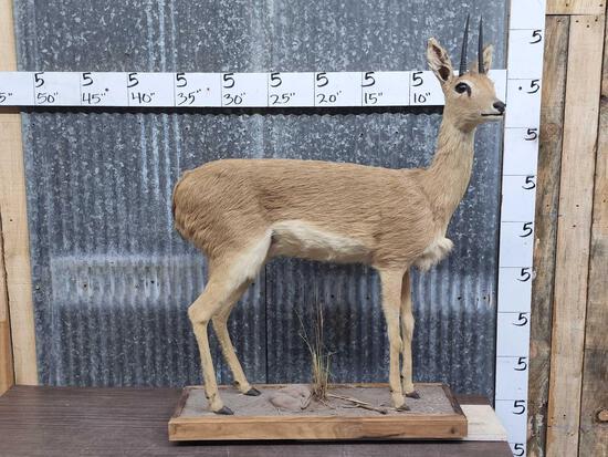 African Oribi Full Body Taxidermy Mount - Oct 06, 2022 | Circle M ...