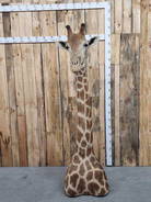 The Victor Collar Button Ad - May 09, 2015 | Mid-Hudson Auction ...