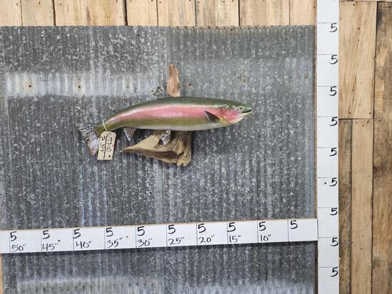 Rainbow Trout Real Skin Fish Taxidermy