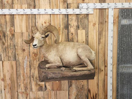 Desert Bighorn Sheep Full Body Taxidermy Mount