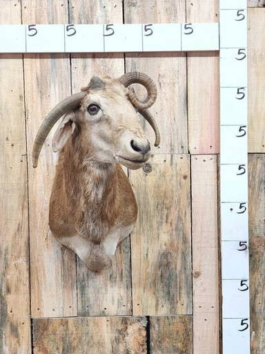 Jacob's 4 Horn Sheep Shoulder Mount Taxidermy